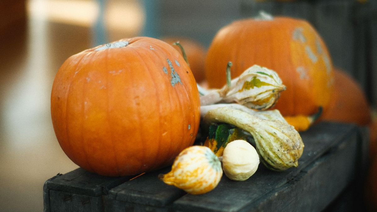 Bučijada 2024. u POU Ivanić-Grad – Pučko otvoreno učilište Ivanić-Grad